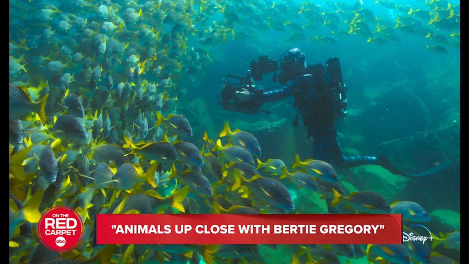 National Geographic's 'Animals Up Close With Bertie Gregory' is 'part ...