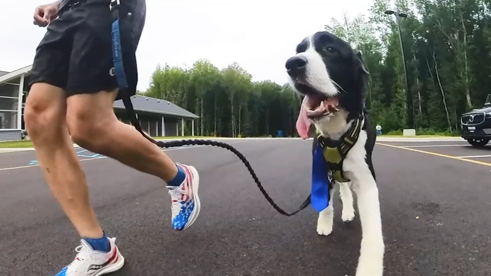 The Faithful Friends Animal Society set to host largest dog-friendly 5k ...