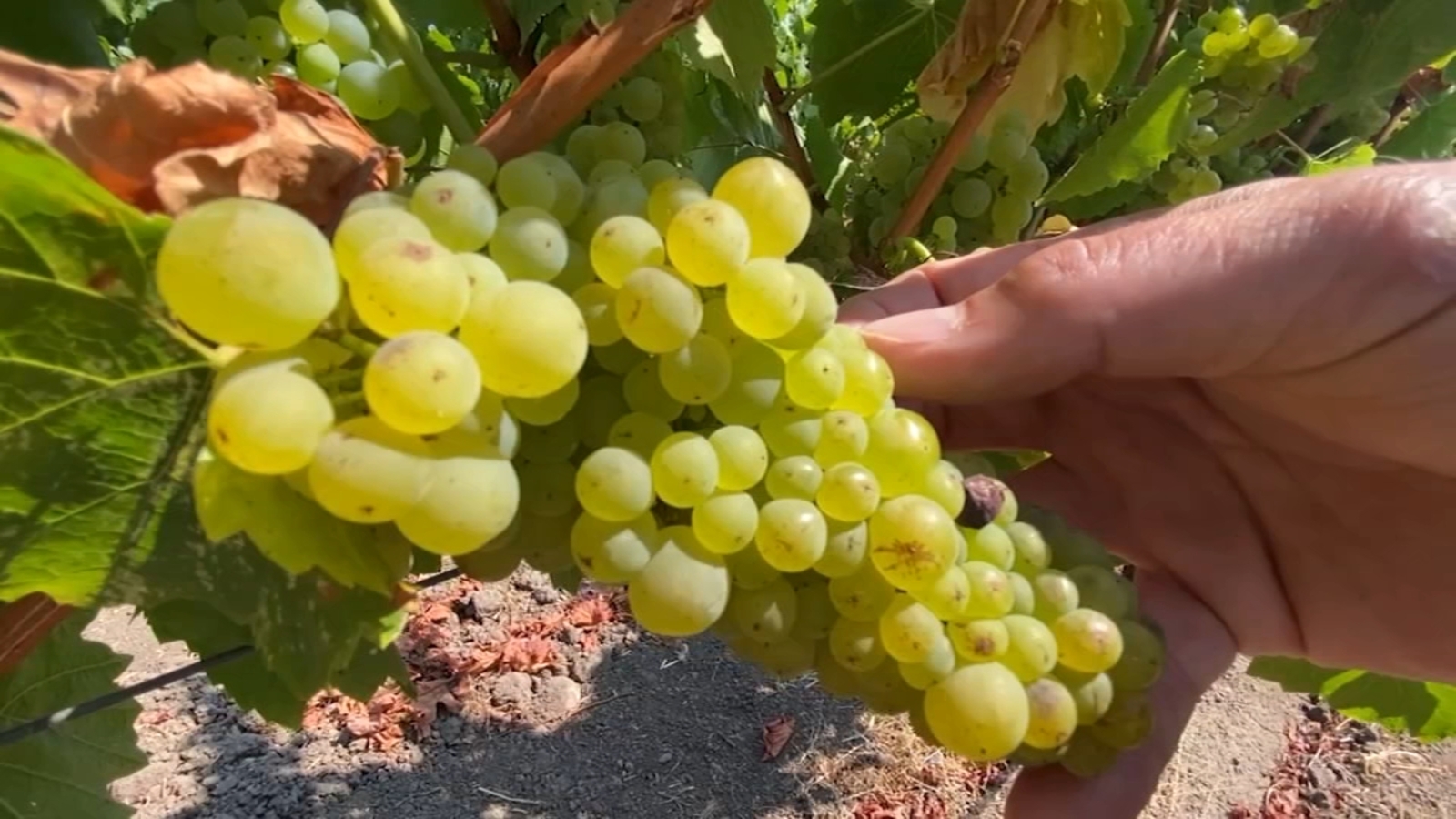 Sonoma Valley winemakers expect delay in grape harvest season due to ...