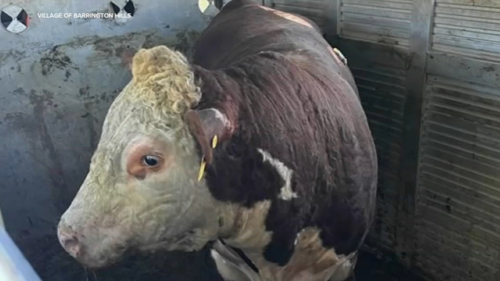 Missing Bull Captured After Escape From Barrington Il Property Abc7