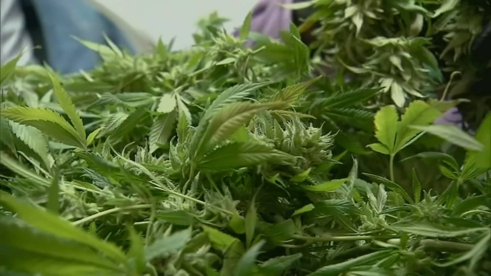 Marijuana legalization | NC congressman introduces 'Stop Pot Act' to ...