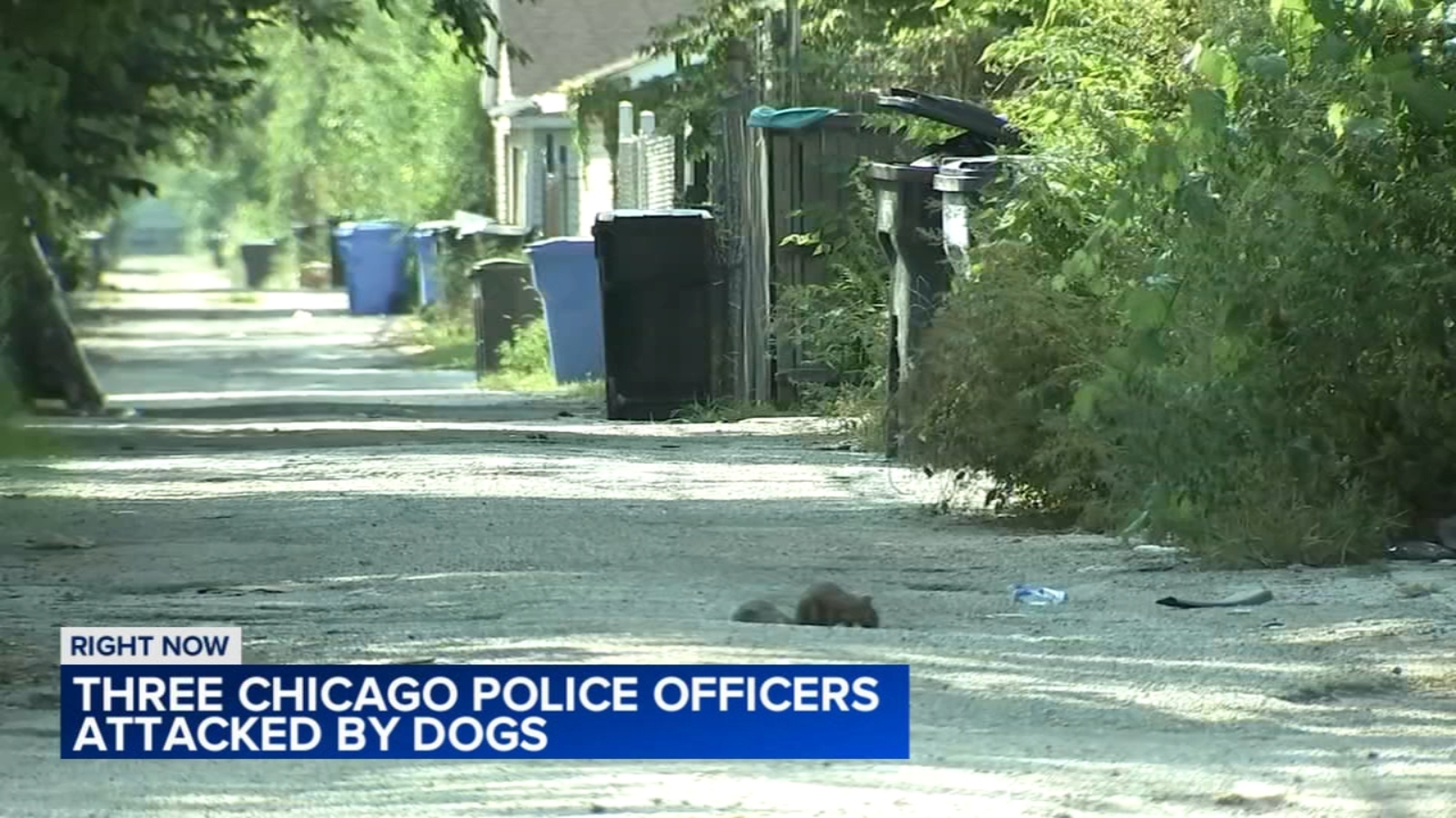 Chicago dog attack: Dog shot after 3 Chicago police officers bitten in ...