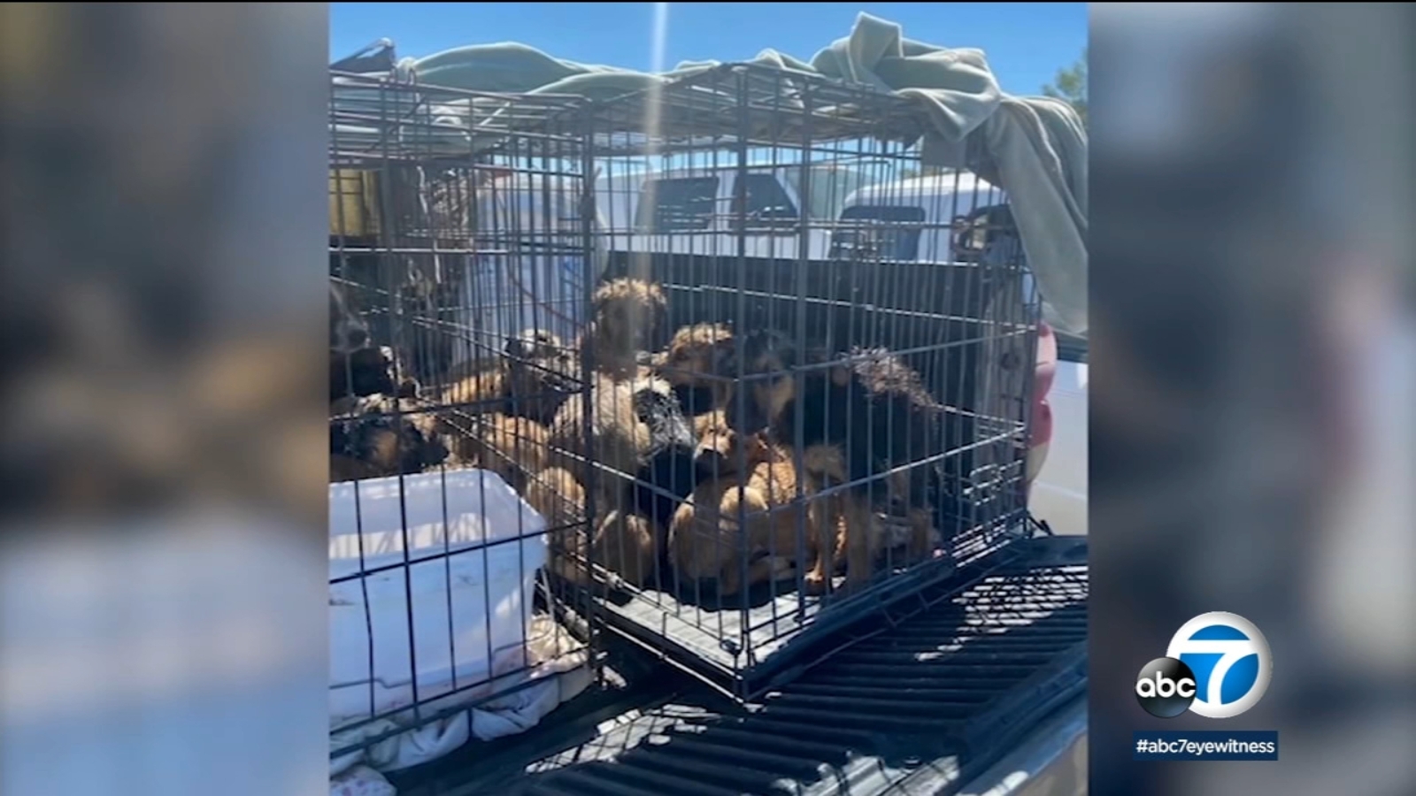 21 dogs die, dozens of others rescued from squalid conditions at Lake Los Angeles home - ABC7 ...