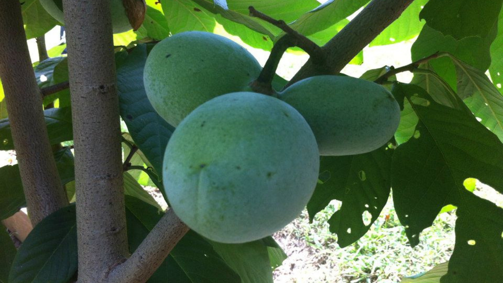 Pawpaw Fruit | Here's what to know about North America's largest native ...