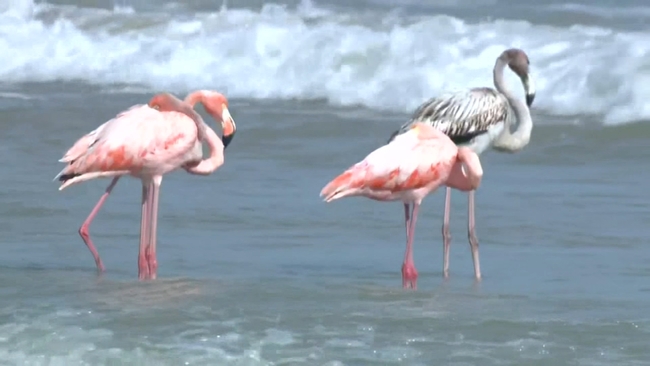 Rare pink flamingo sighting on Lake Michigan in Wisconsin draws large ...