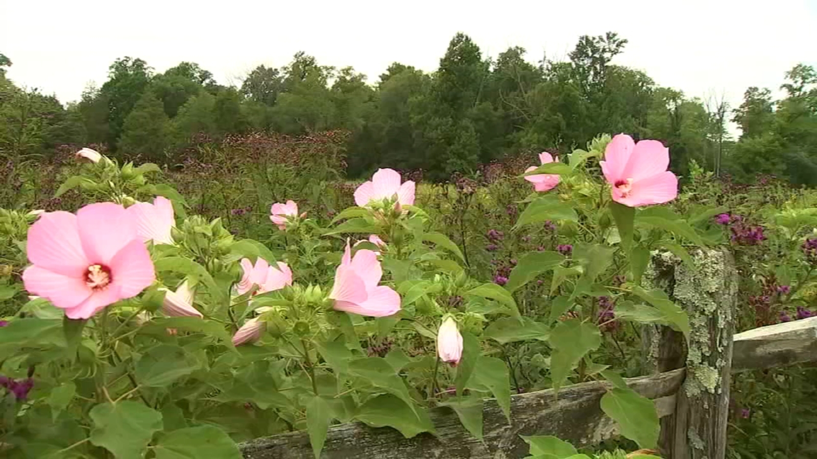 There's always something to see and learn at this wildflower preserve ...