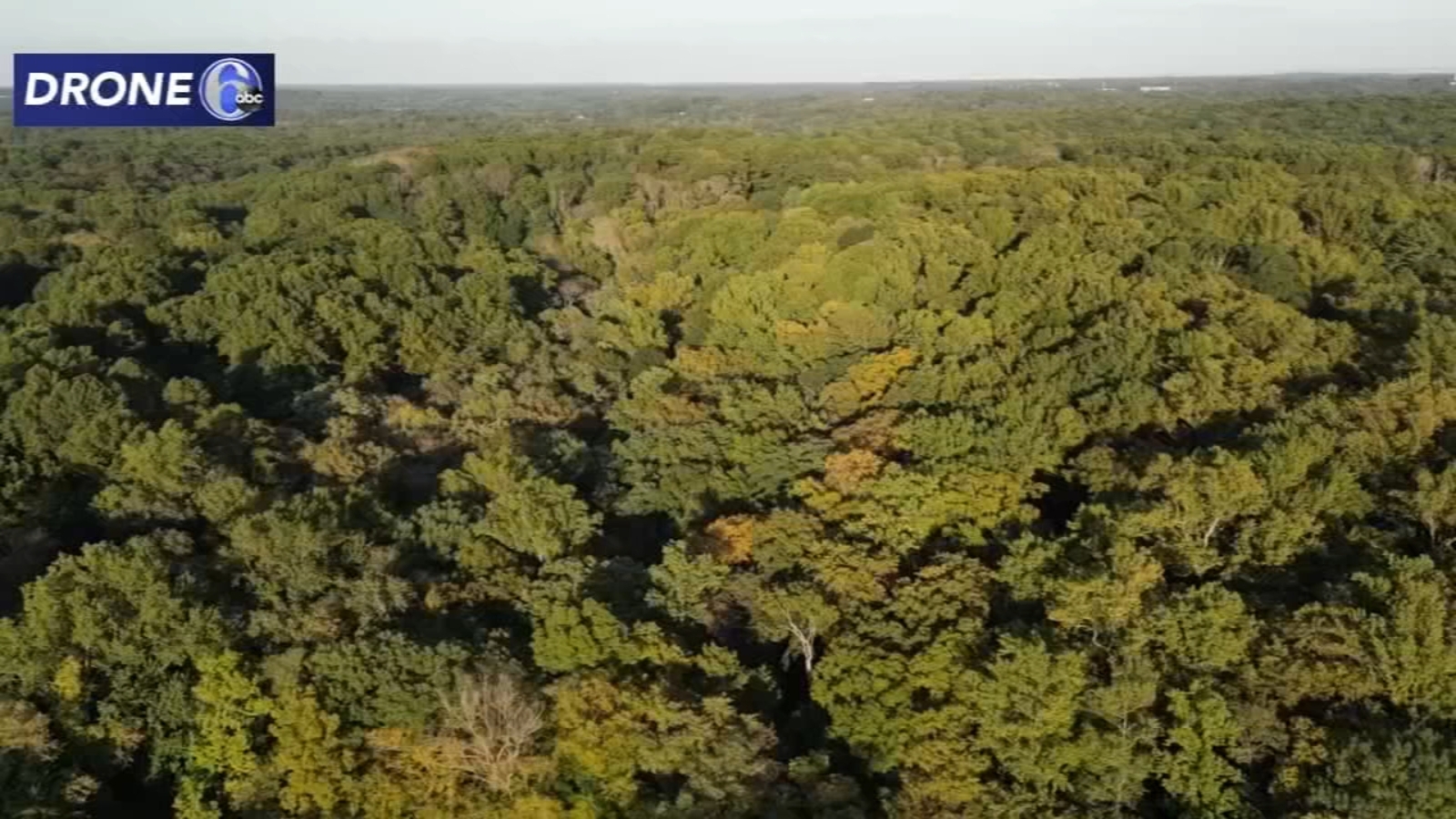 Over 900 trees dying at Tyler Arboretum in Media, Delaware County ...