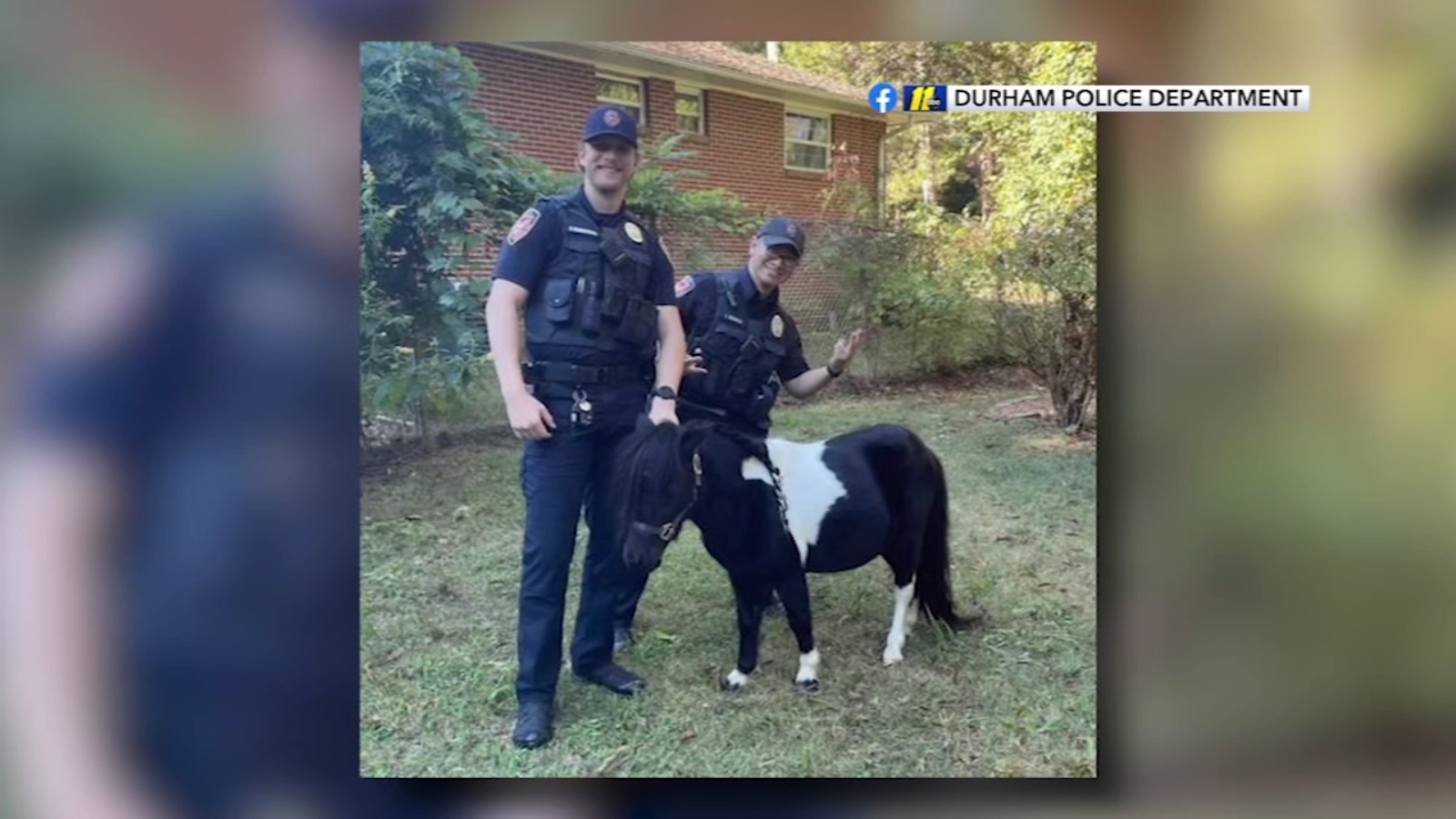 Police Pony