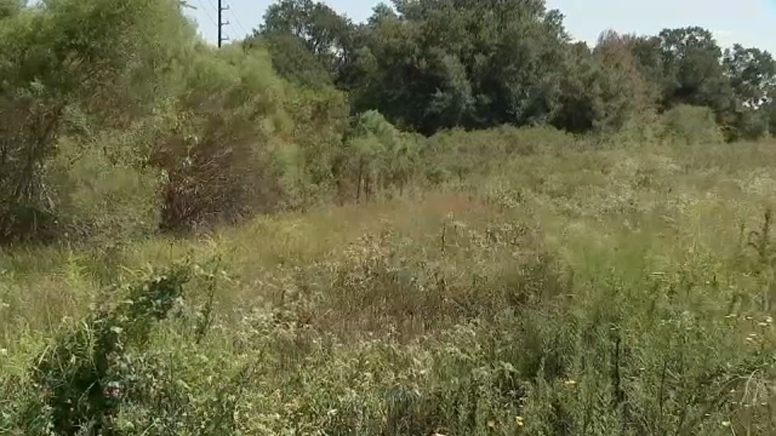 Pollen in Houston: Ragweed season could linger until fall months due to ...