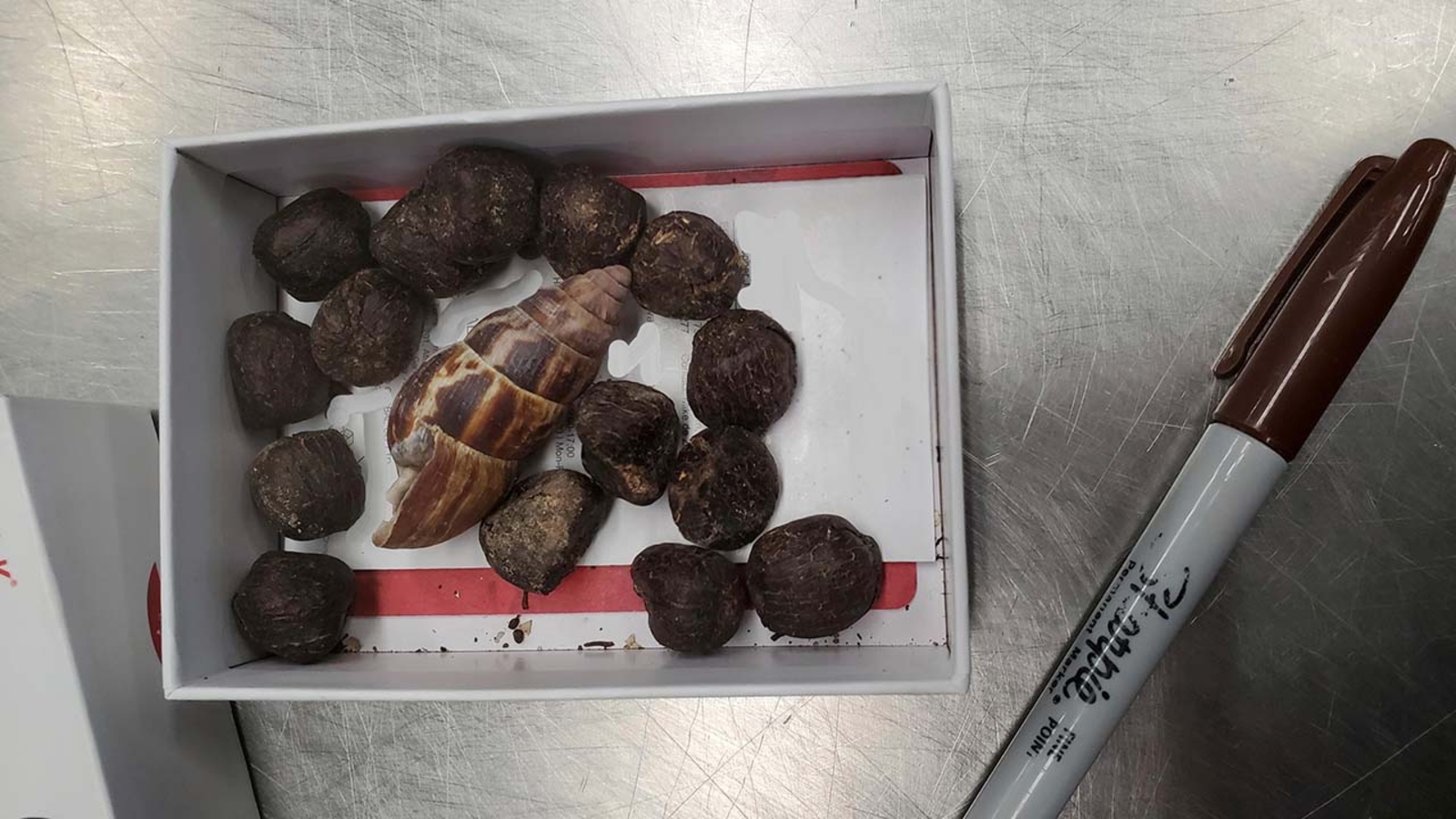 Giraffe feces seized at the border from woman who planned to make ...