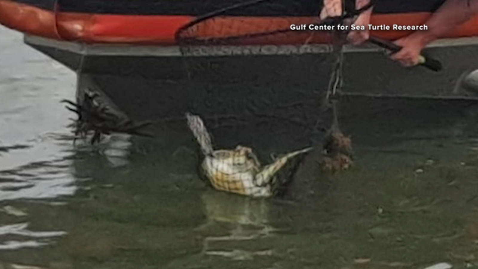 Animal rescue: Galveston US Coast Guard crews helped free tangled sea ...