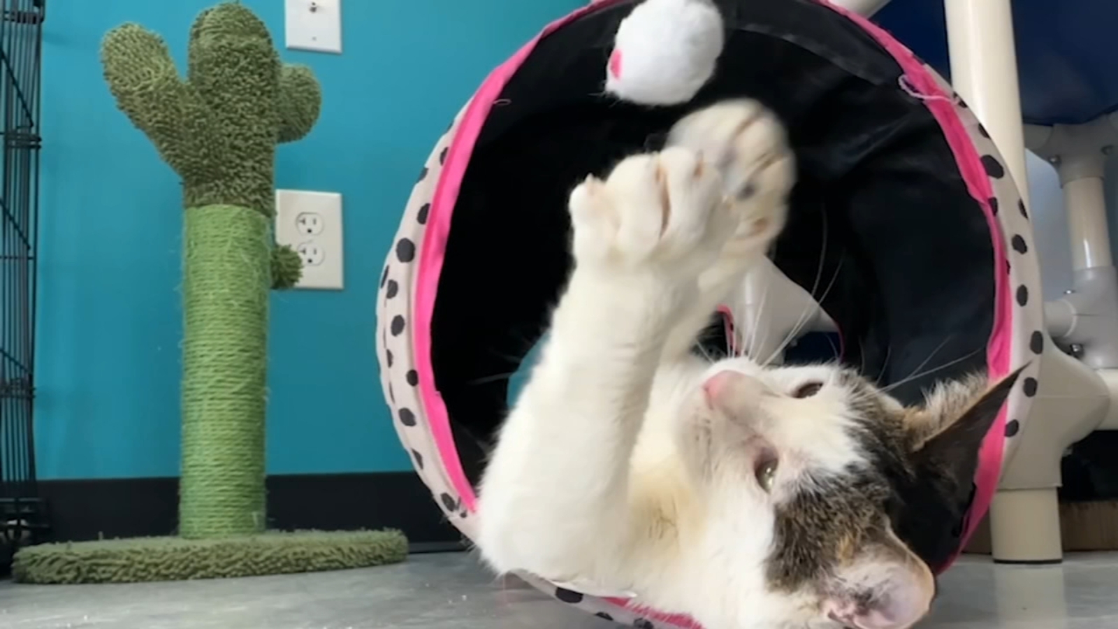 The Cat Nook Cafe in Norwood, Delaware County is a nonprofit helping ...