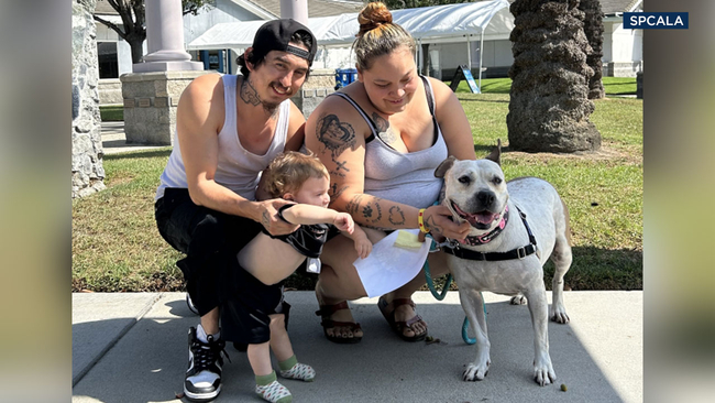 On LA's Skid Row, animals are bred as shelters reach overcapacity ...