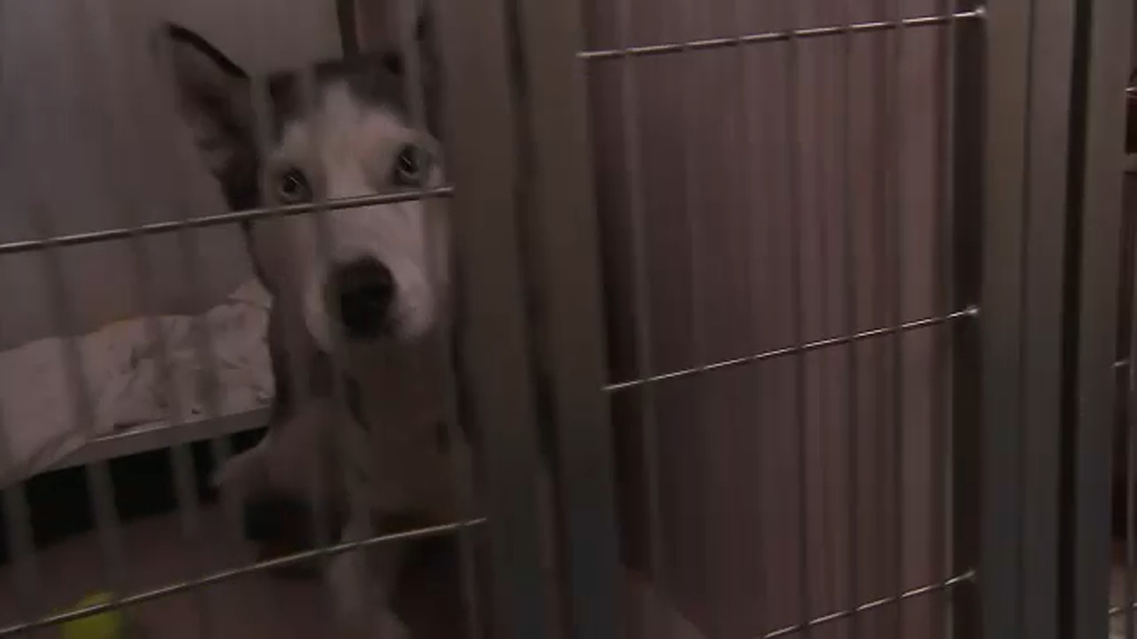 Animal Care Centers of New York City closed to dog surrenders due to ...