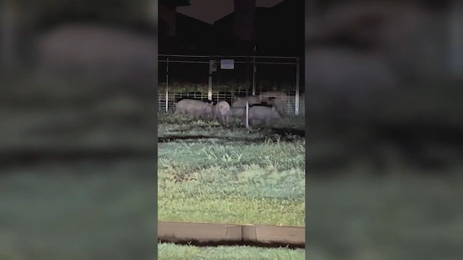 Feral hogs in Texas: Study shows blood thinners could be used to cull ...