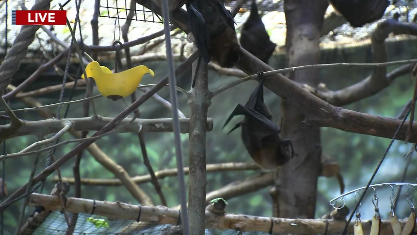 Zoo Adventures 6abc: Action News Meteorologist Cecily Tynan visits ...