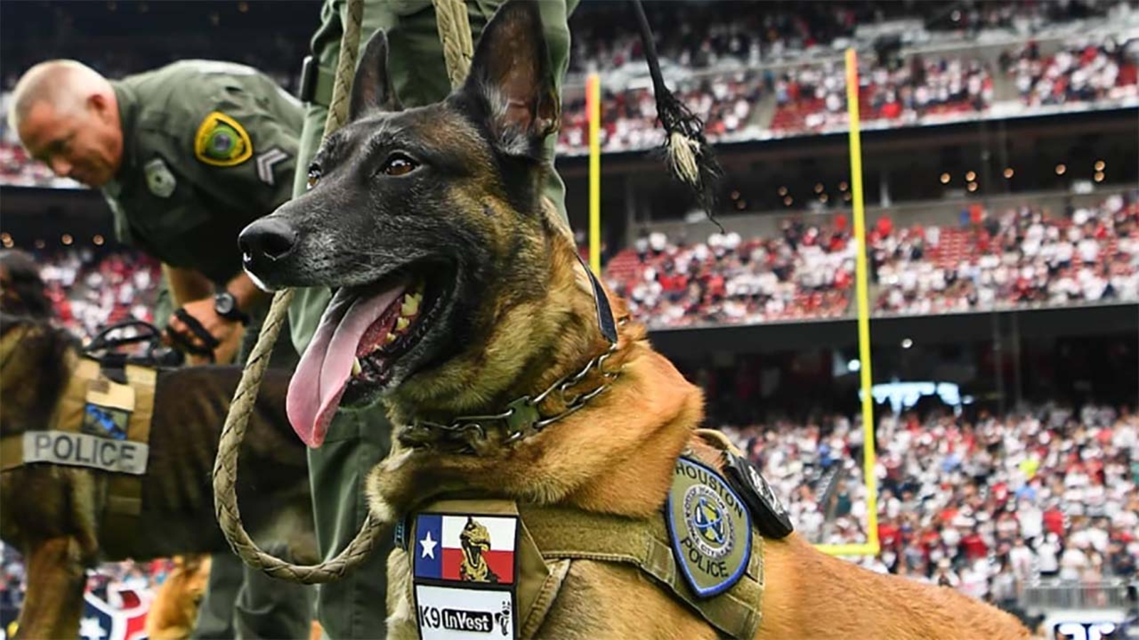 HPD canine officer T-Rex: K-9 who was credited with police takedowns ...