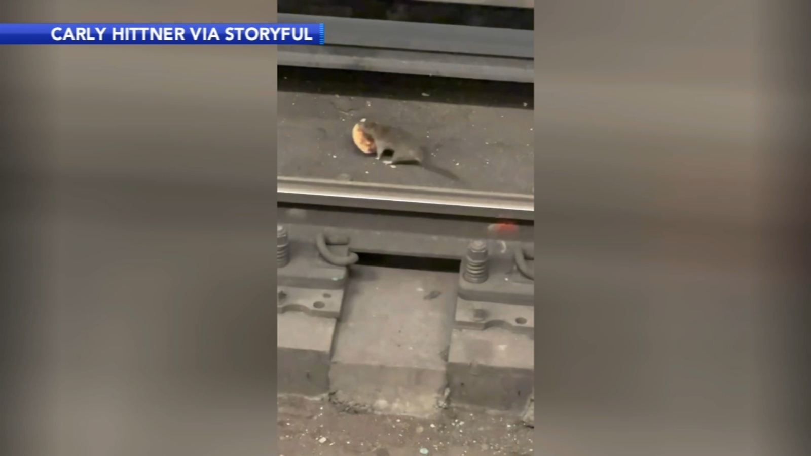 Viral video of hungry 'donut rat' sharing sweet treat with a friend on ...