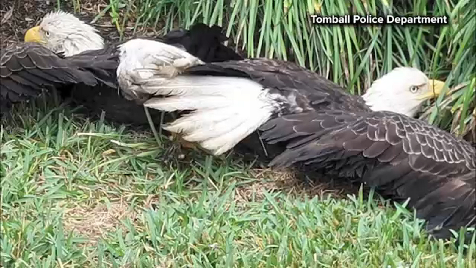 Bald eagles rescued: Battling birds set free after getting stuck in ...