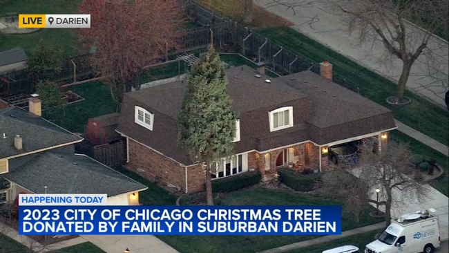 Chicago Christmas tree 2023: Spruce from Darien picked to light up ...