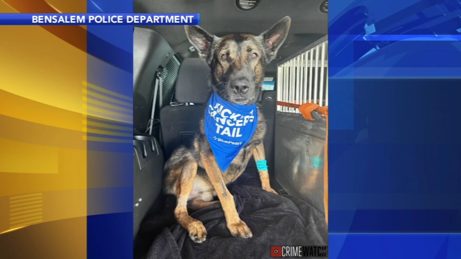 K9 Asko with the Bensalem Police Department declared cancer-free after ...