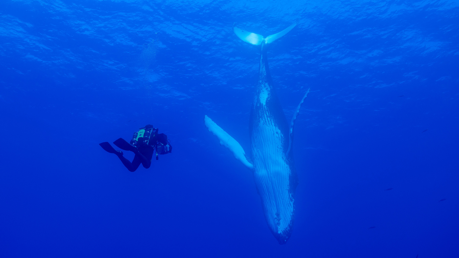 NatGeo's 'Incredible Animal Journeys' features migration marvels ...