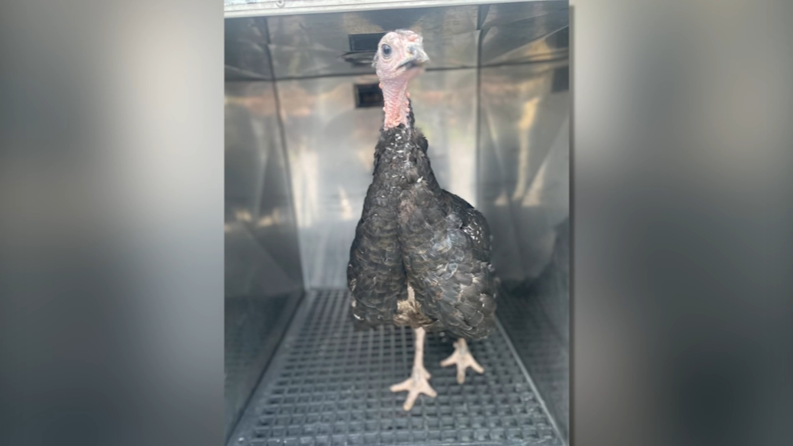 Wild turkey found trotting near Paley Early Learning Center preschool ...