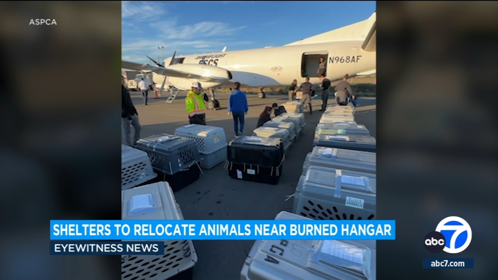 More than 100 shelter dogs impacted by Tustin hangar fire relocated to ...