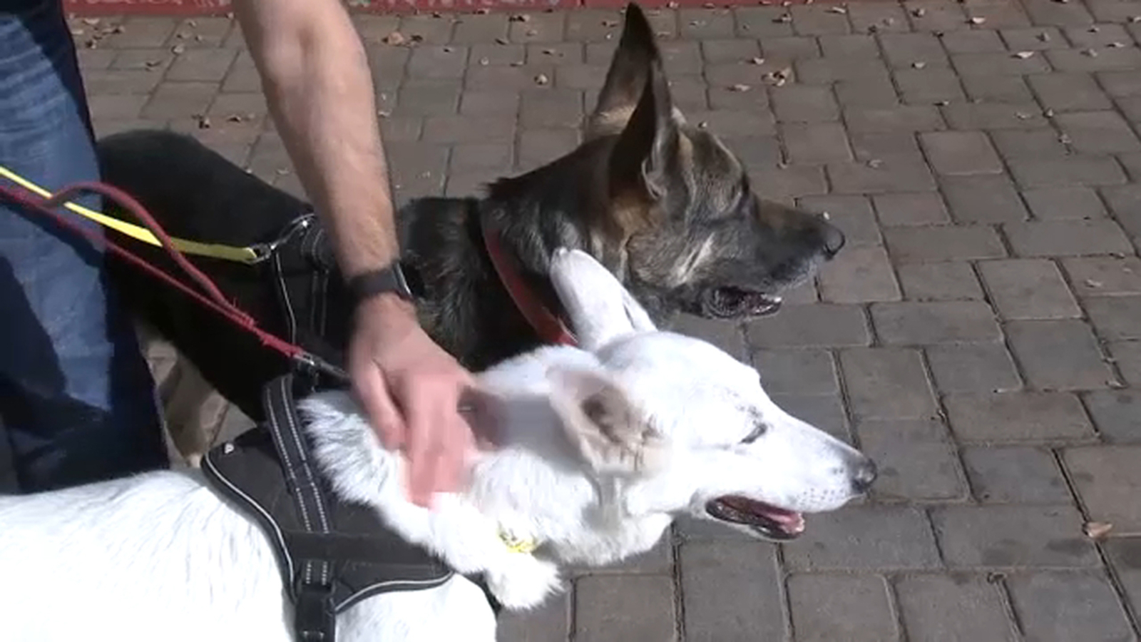 Pasadena Humane seeking permanent home for 2 dogs whose owner died in ...