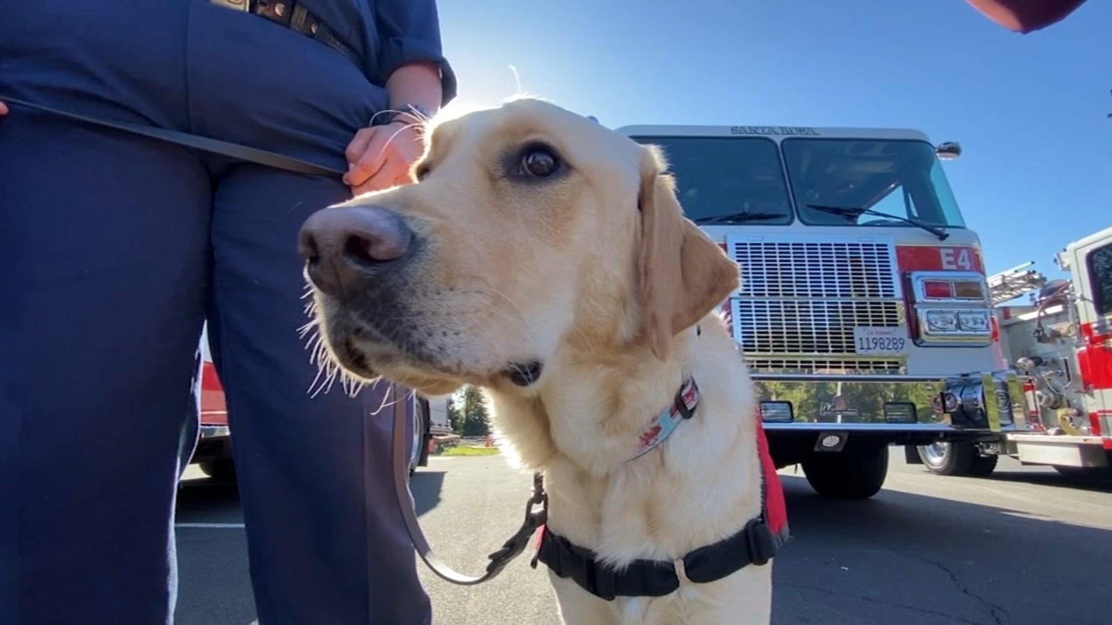 Meet Santa Rosa Fire Department's newest four-legged recruit: Maverick ...