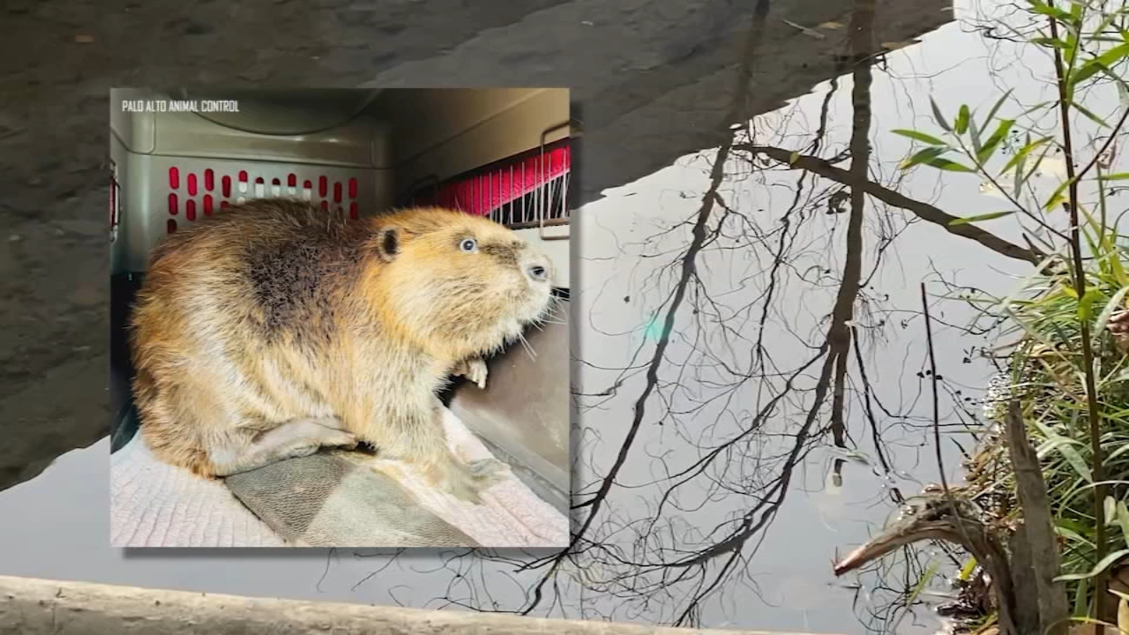Palo Alto Animal Control's 1st beaver rescue has implications on future ...