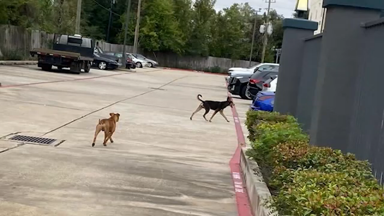 Caught on video: Stray dogs attack again at G Motors in northwest ...