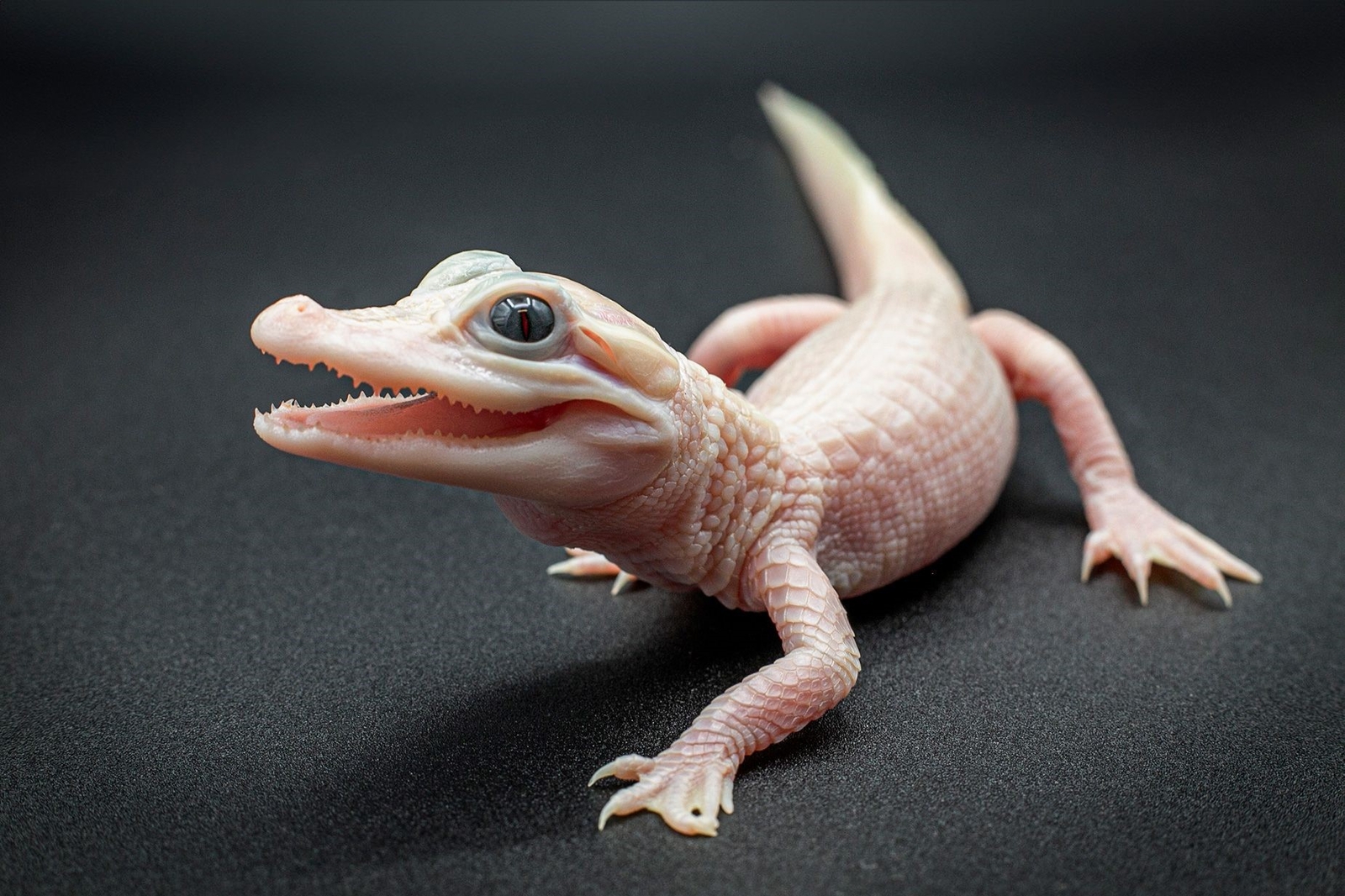 An extremely rare white leucistic gator is born in Florida theme park ...