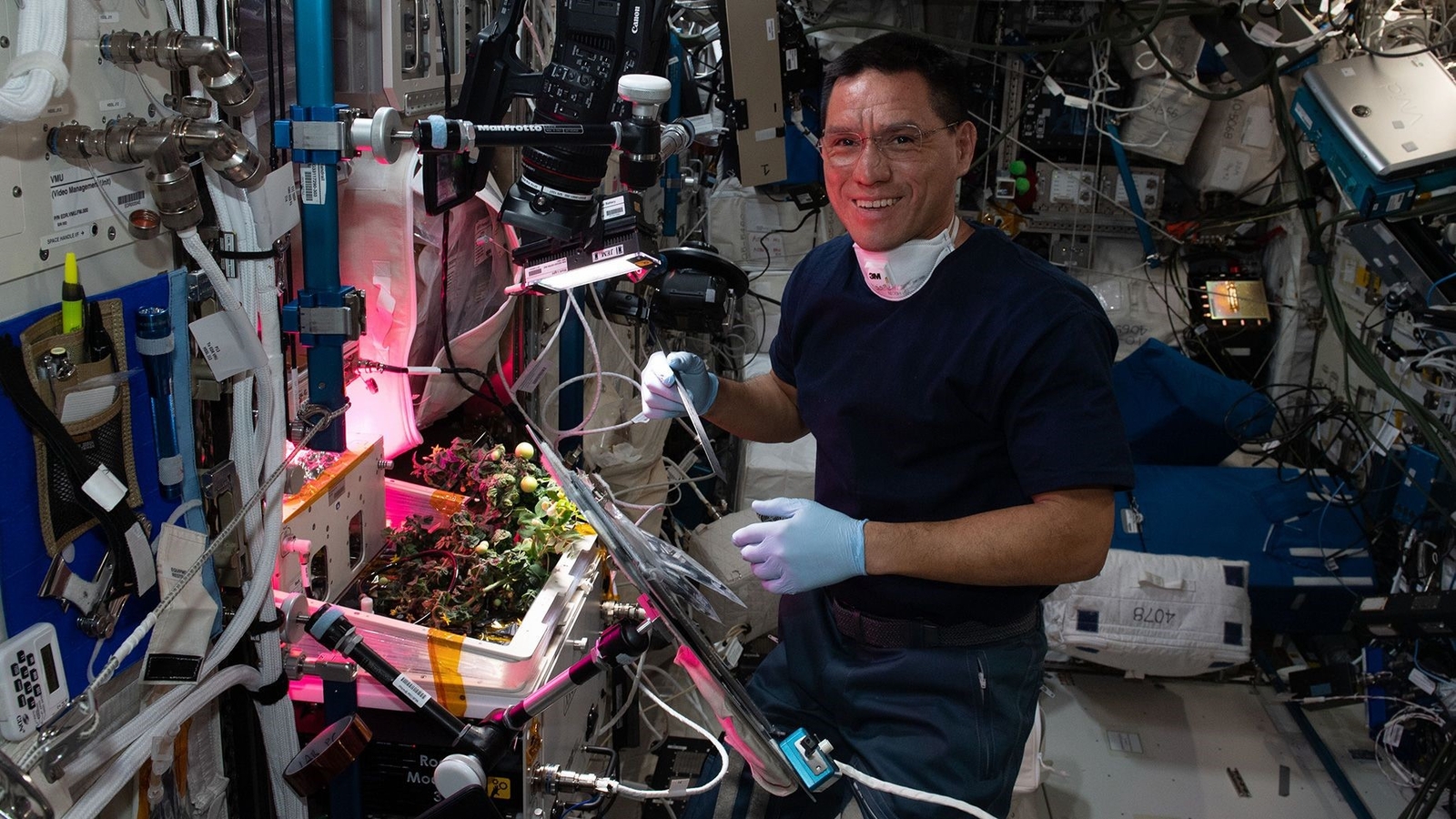 A missing tomato that was harvested in space is finally found by NASA ...