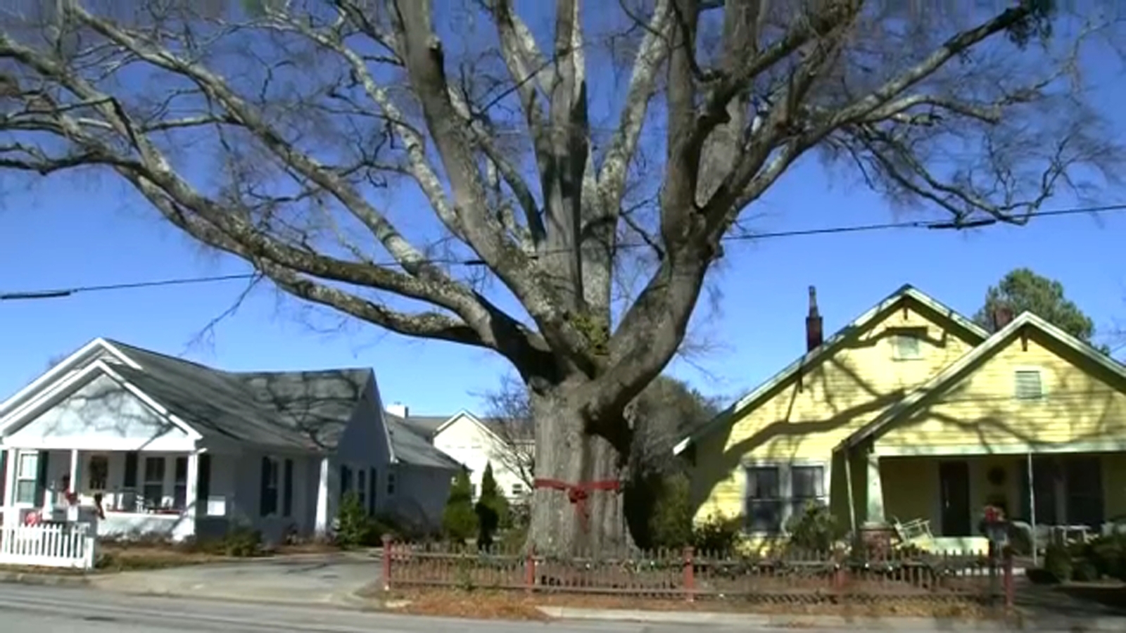 100-year-old tree at the center of Apex growth debate - ABC11 Raleigh ...