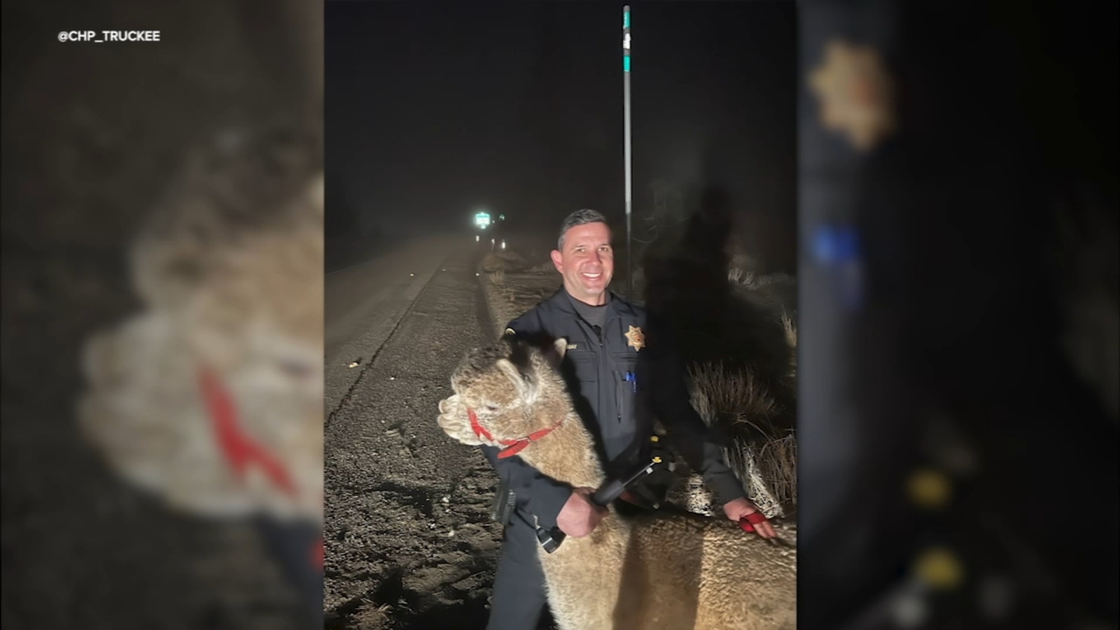 California Highway Patrol officers rescue llama named Challenger from ...