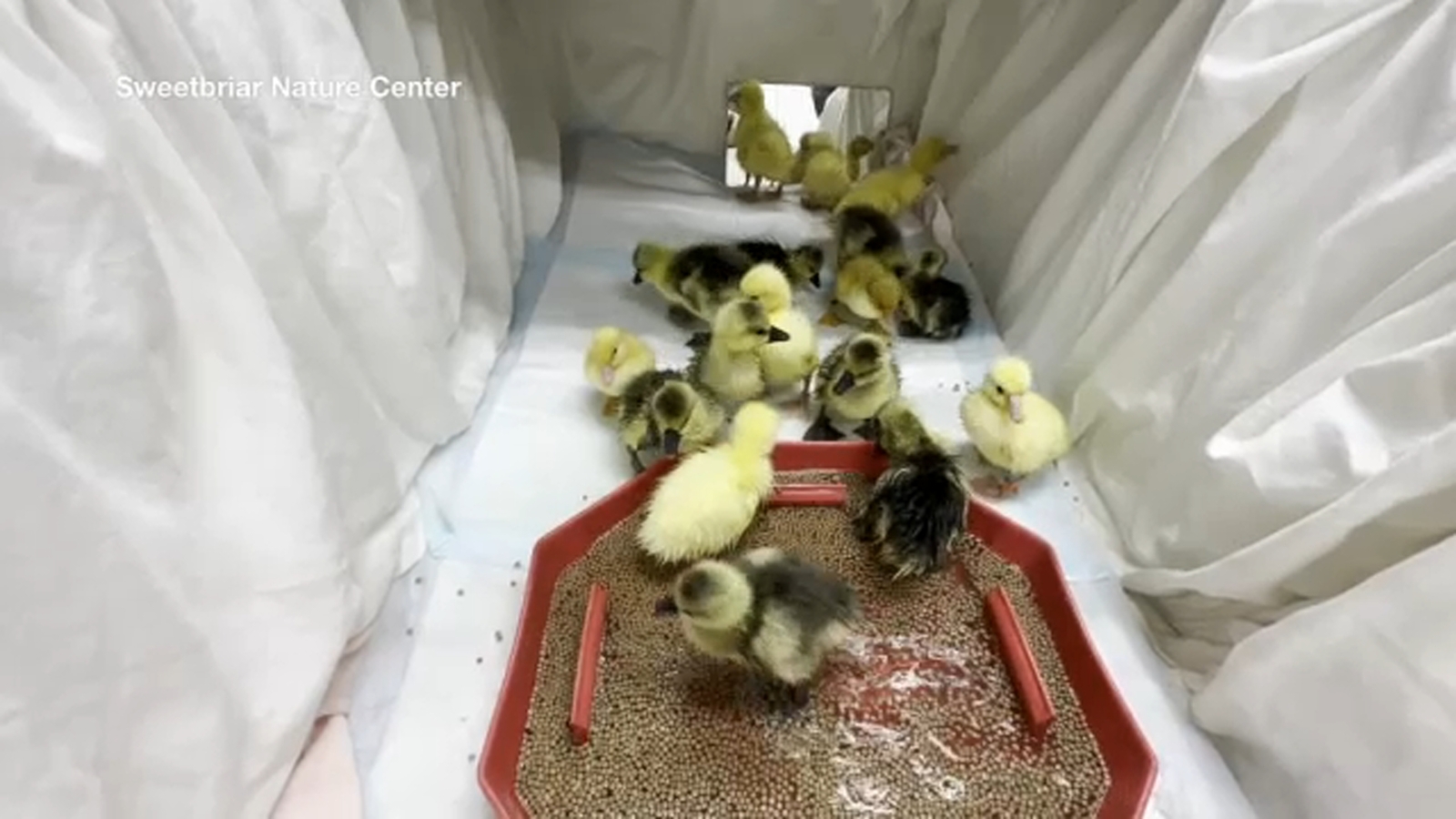 32 ducklings rescued by Sweetbriar Nature Center in Smithtown, New York ...