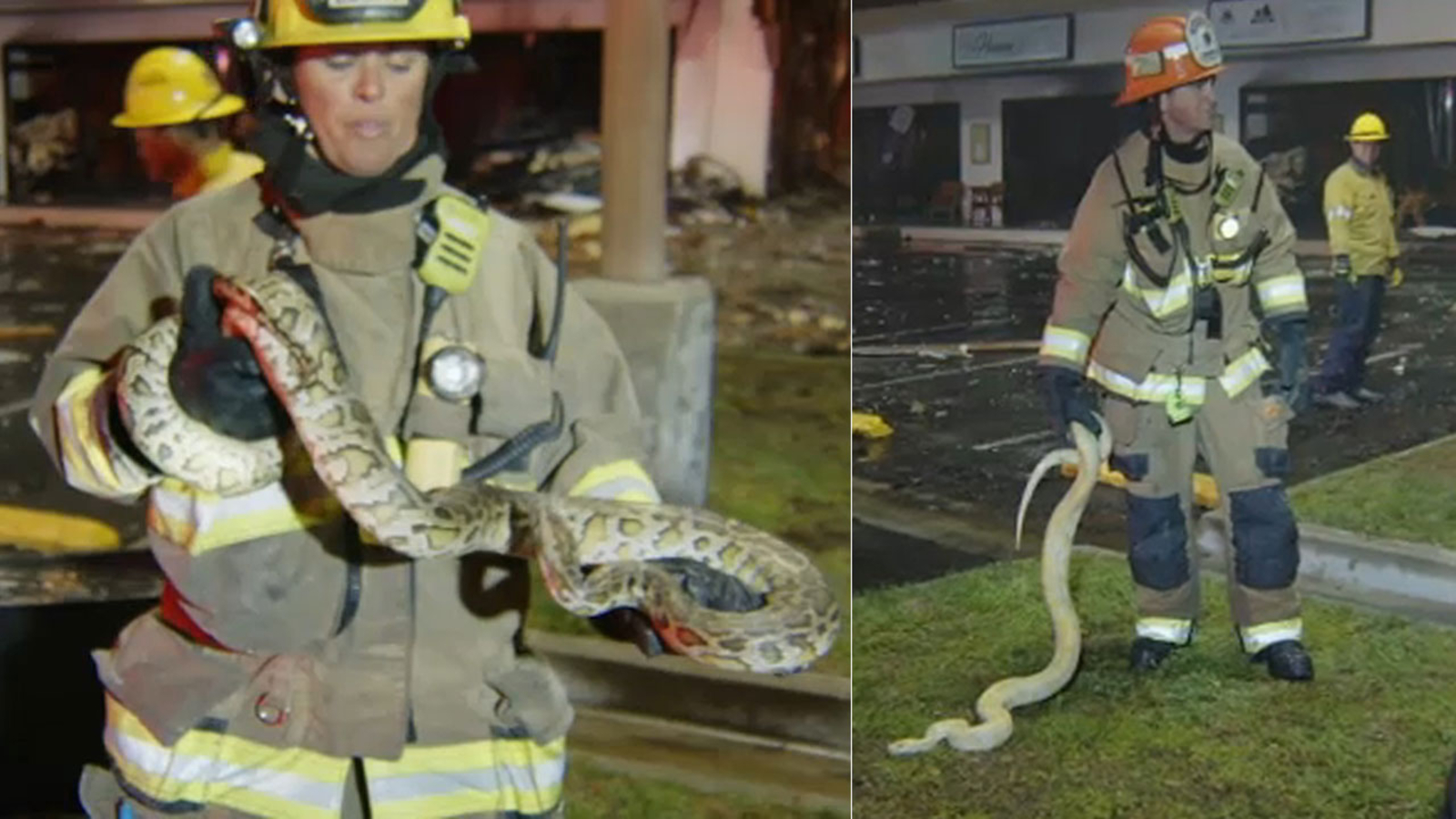 Firefighters rescue snakes as flames rip through Santa Clarita business ...