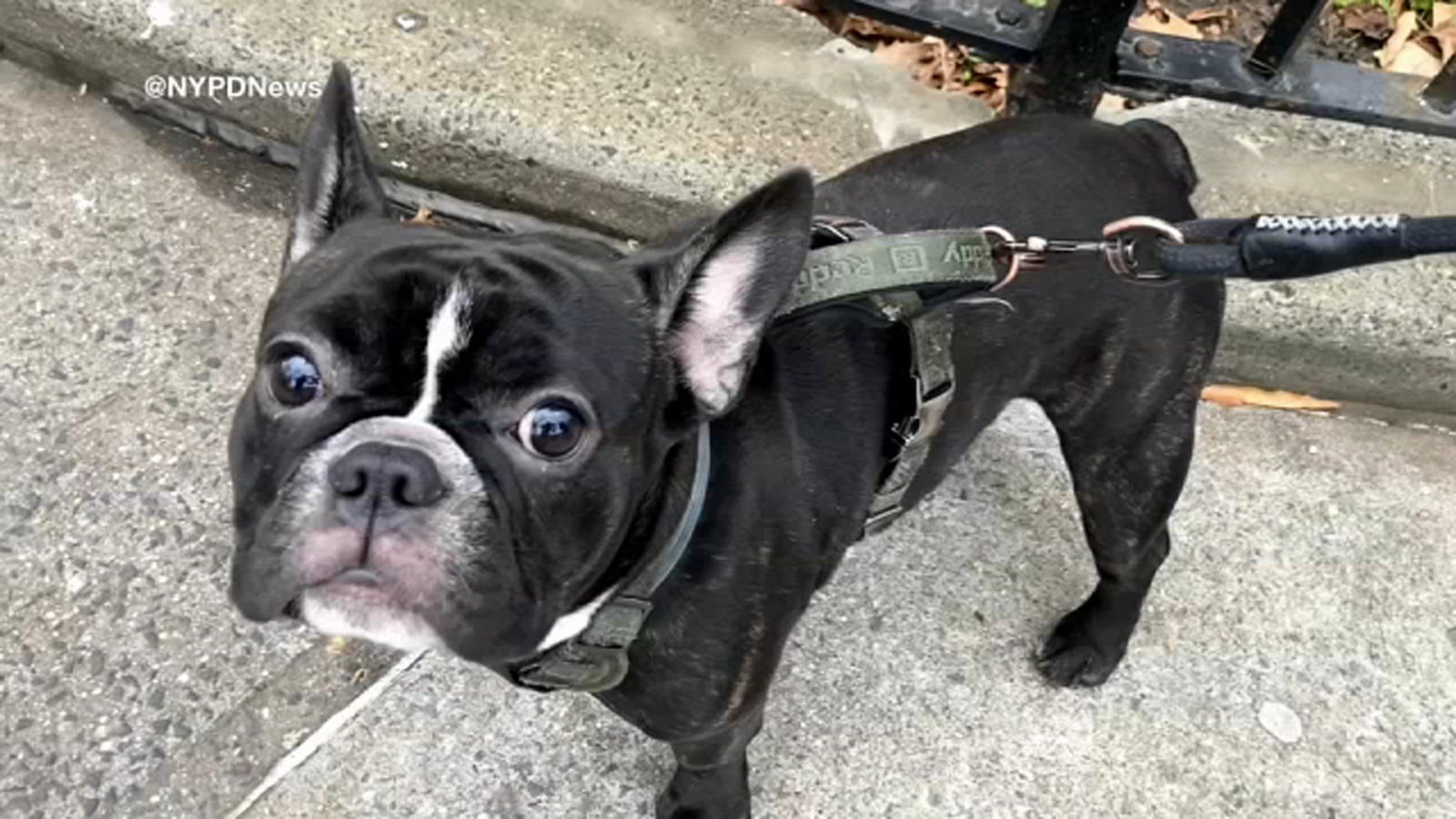 French bulldog recovered and returned after being stolen at gunpoint by ...