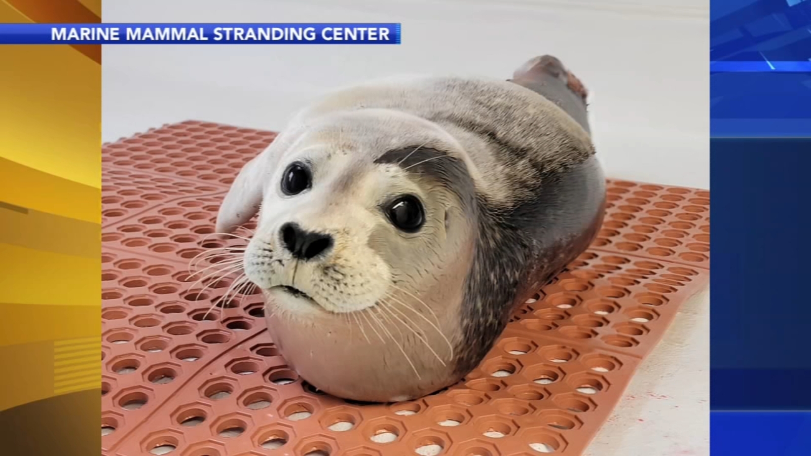 Seal rescued after being bitten by a shark along the Jersey Shore is ...