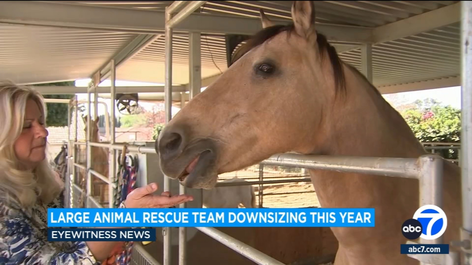 Volunteer program leading horse rescues across Orange County to ...