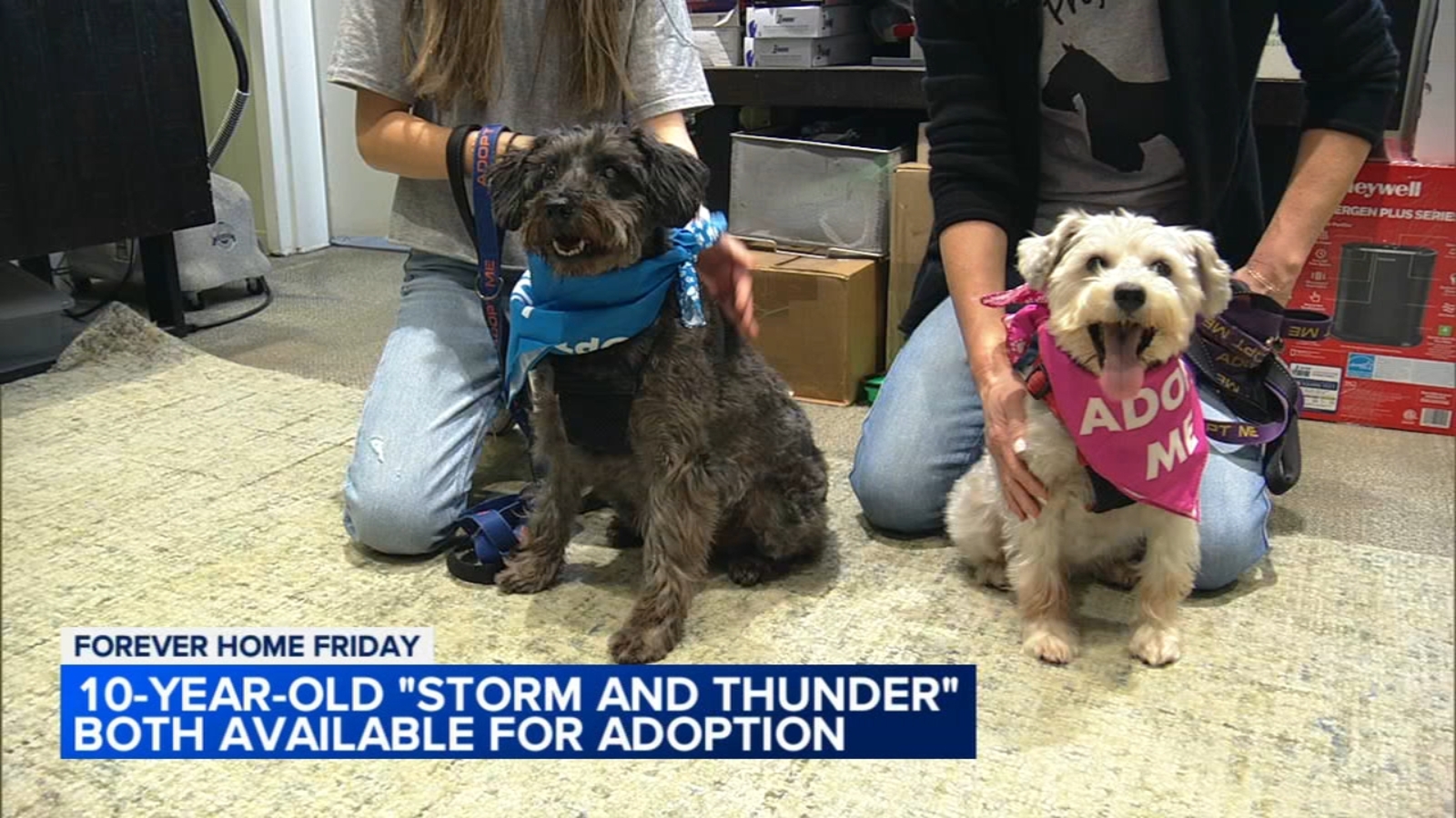 Forever Home Friday: Adopt 10-year-old Storm and Thunder - ABC7 Chicago
