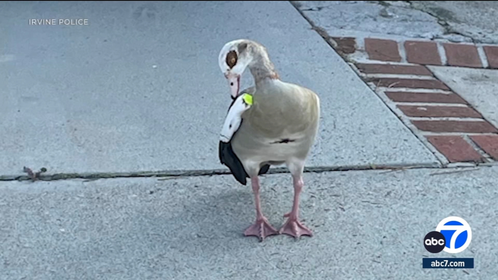 Goose dies after being found shot with arrow; Irvine police ask for ...