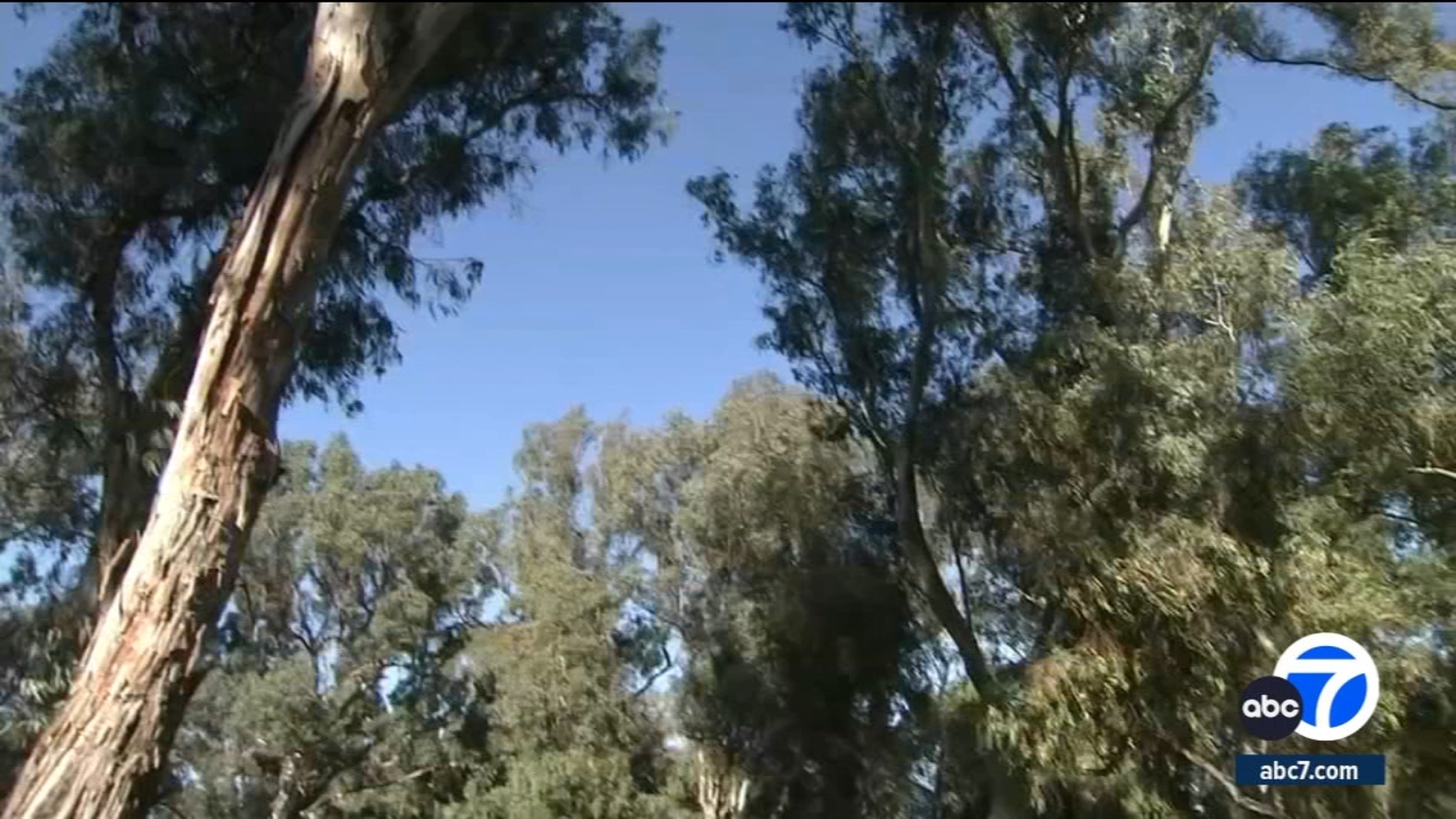 Volunteers to plant 50 trees to celebrate Huntington Beach Central Park ...