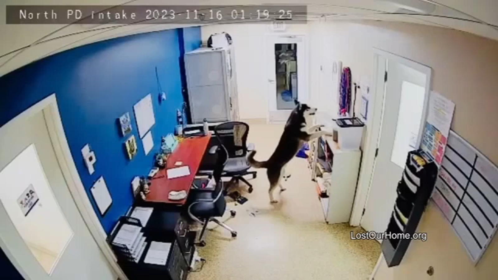 Video: Hungry husky escapes his cage at Arizona shelter, tries to set ...