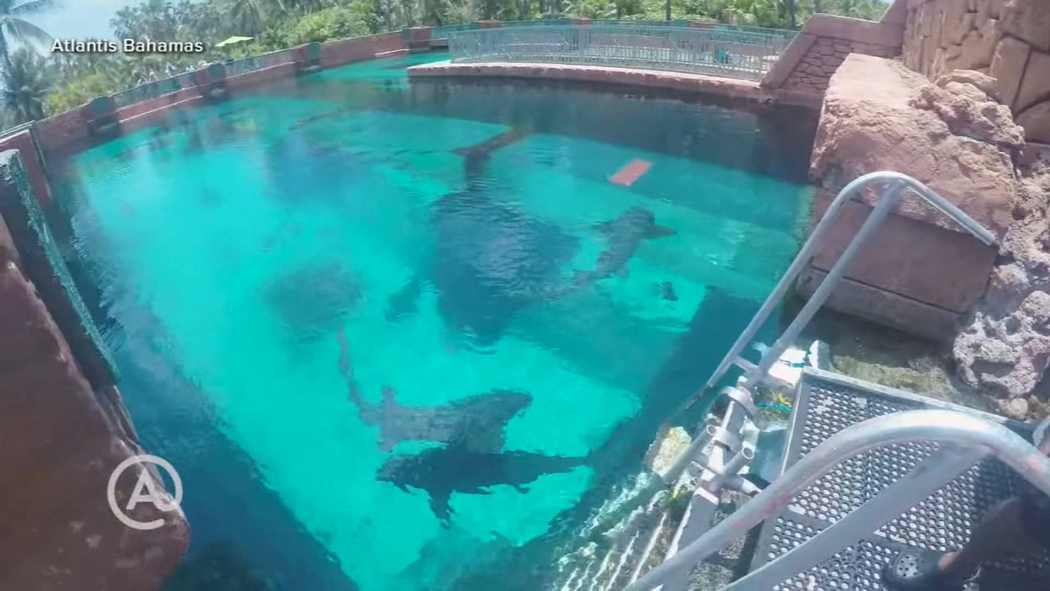 Atlantis Bahamas Shark In Pool Atlantis Bucket List (the Essential