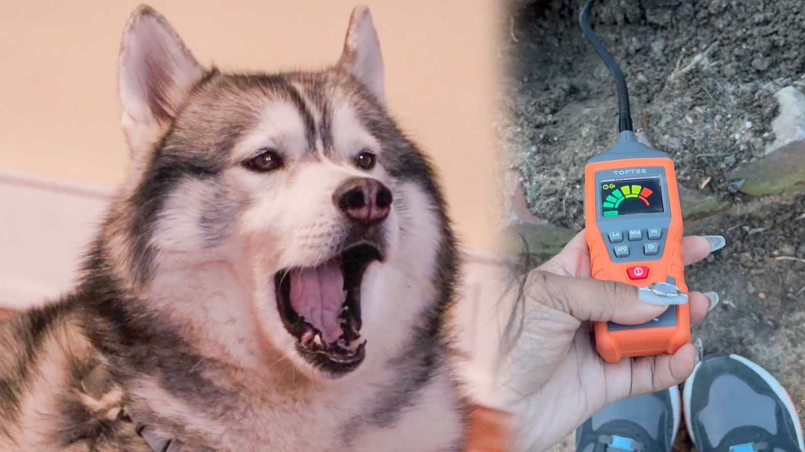 Husky dog hailed as hero for discovering gas leak in Philadelphia ...