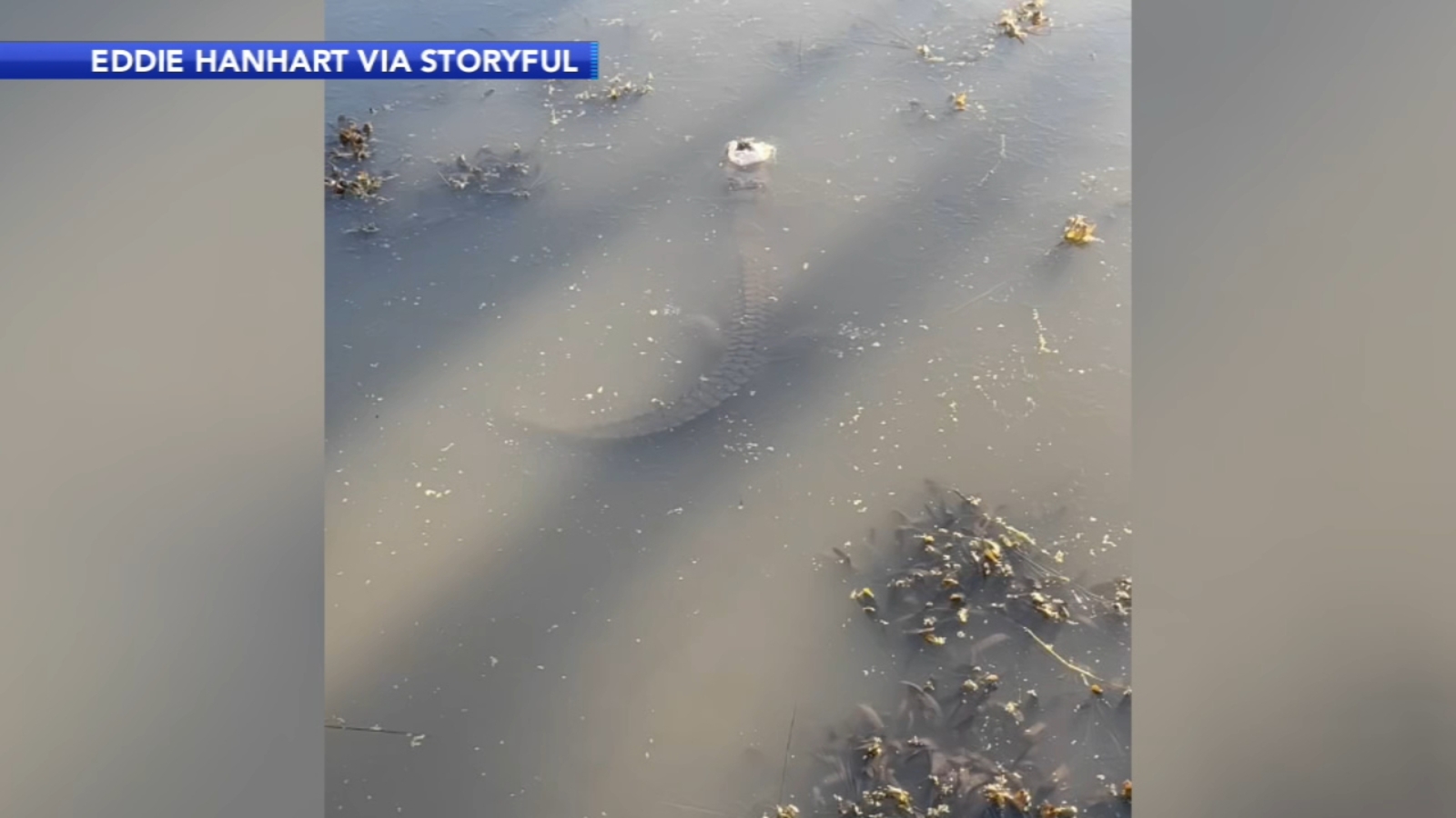 American alligator found totally submerged in frozen pond still alive ...