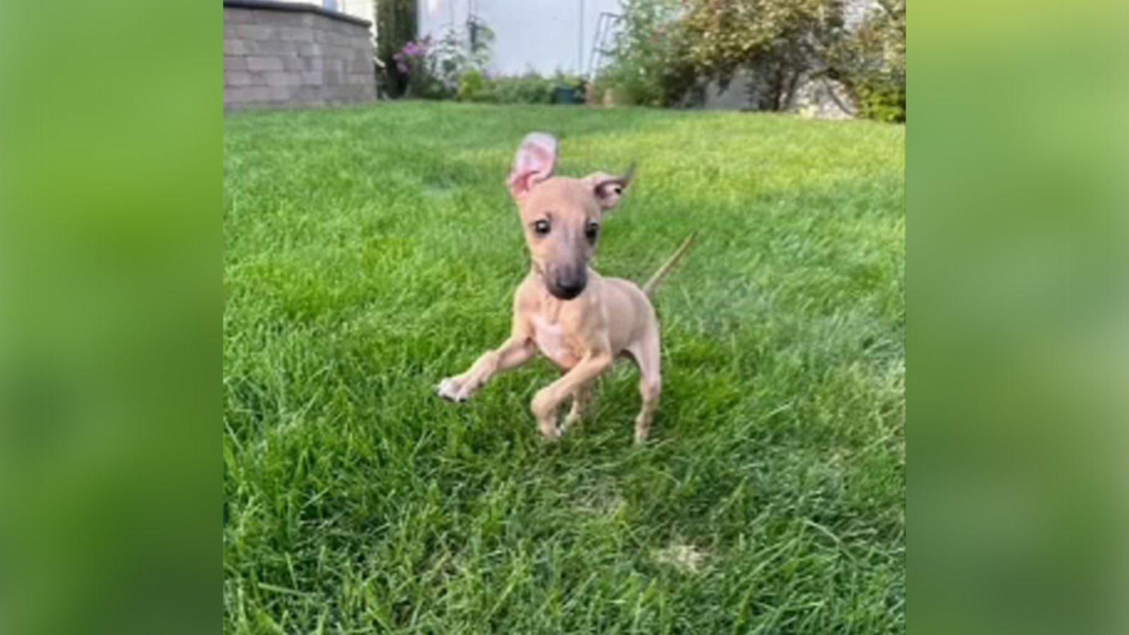 Greyhound puppy dies after pipe bursts at K9 Mania Dog Training ...