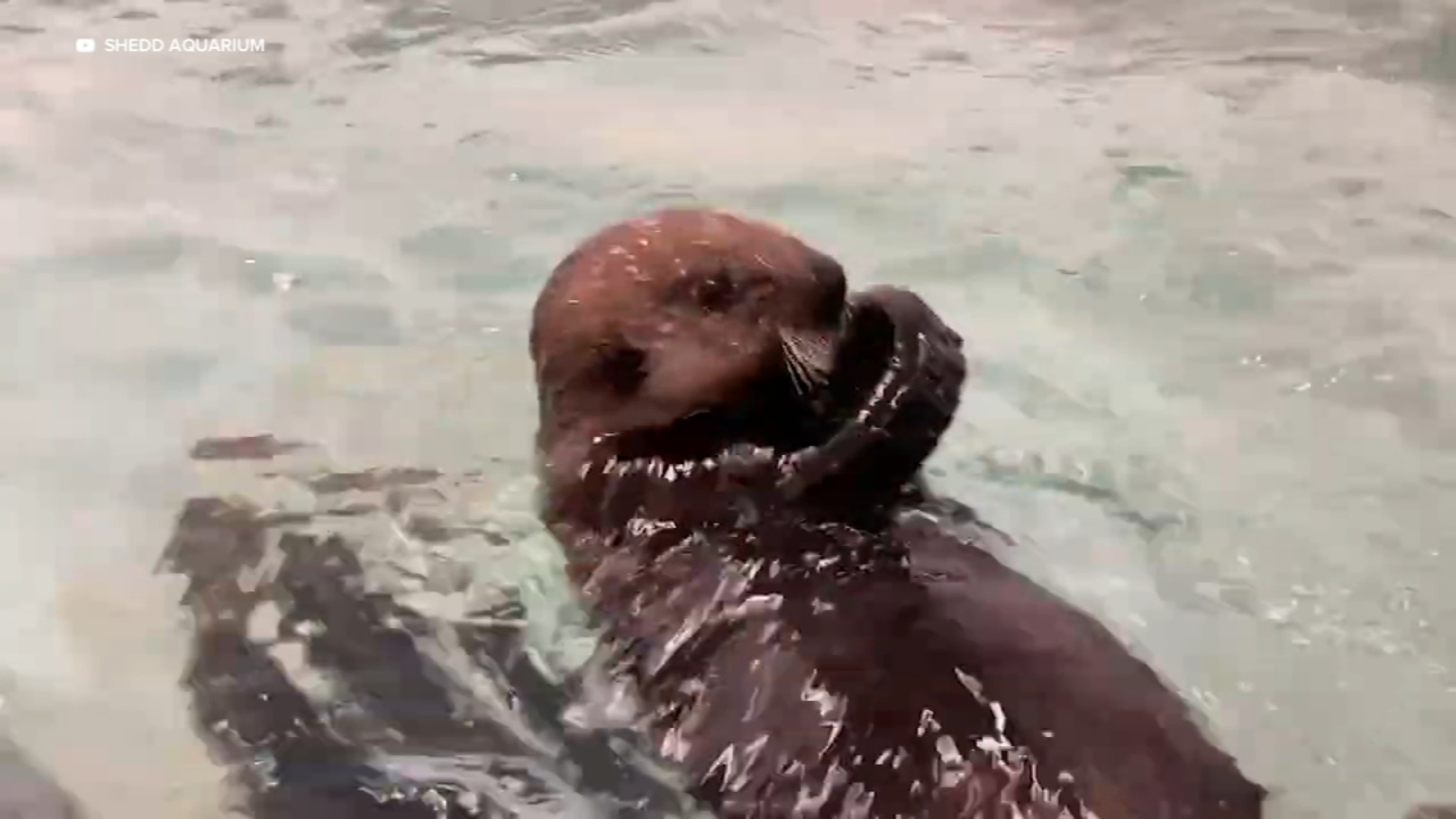 Otter Pups Swimming Rescued Baby Sea Otter Learning To Swim Will Melt